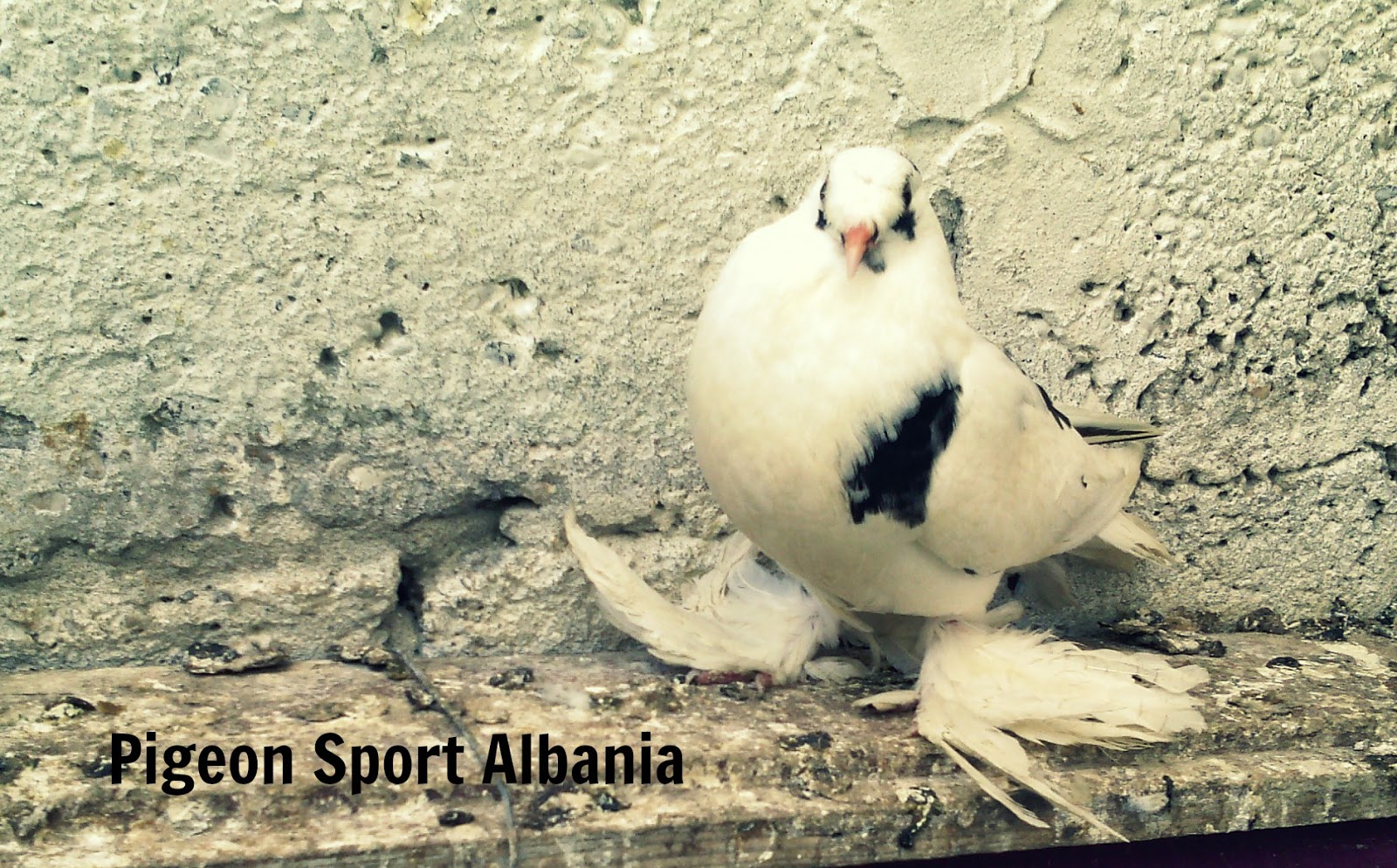 PIGEON SPORT ALBANIA: Pellumba me cafk para (PIGEON 7 ALBANIA)