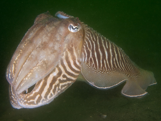 NeuroDojo: Do cephalopods dream of aquatic sheep?