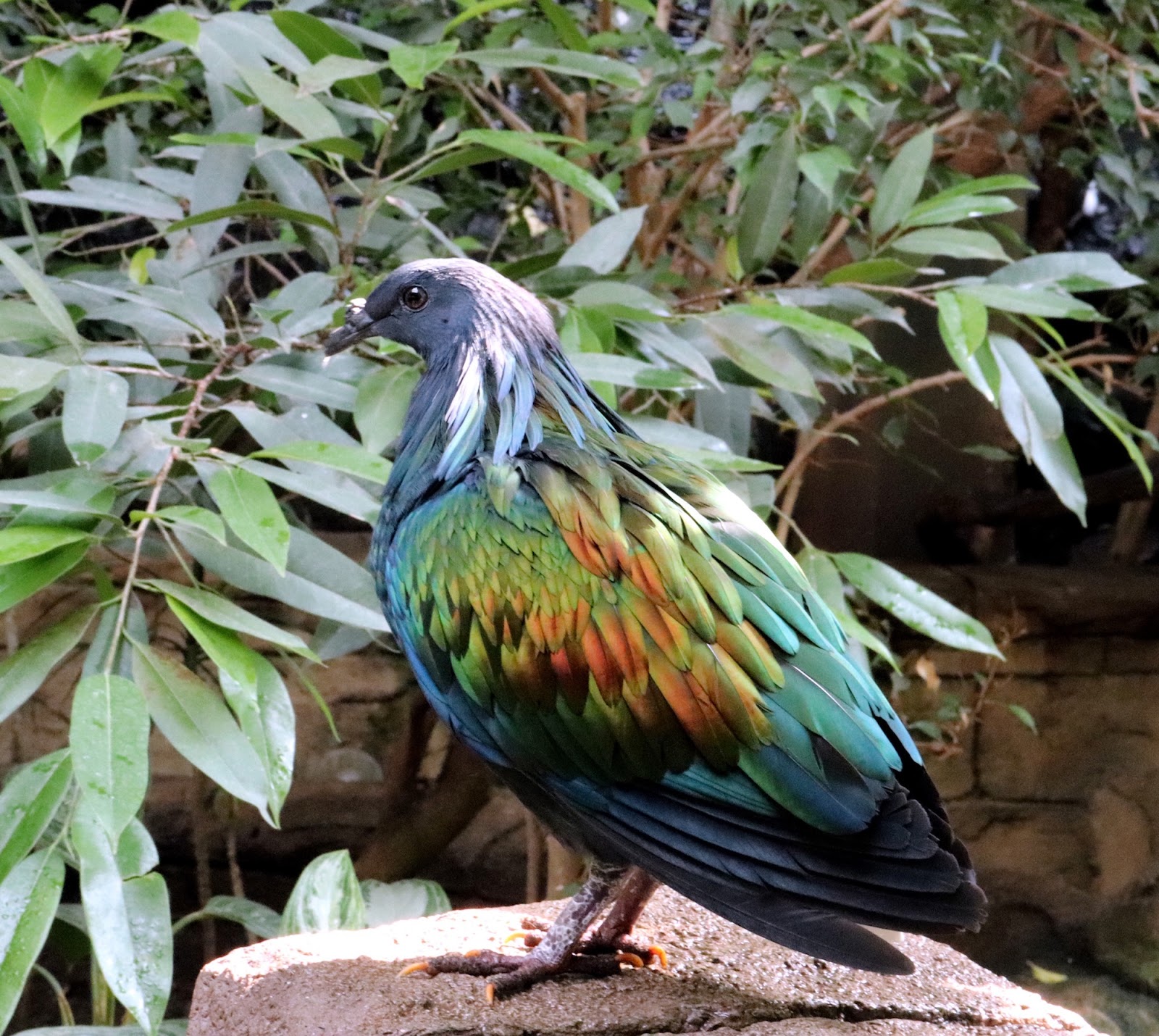 Create With Mom: Bird Kingdom in Niagara Falls