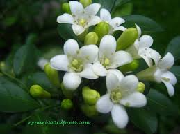 TAMAN BUNGA: KEMUNING DAN MANFAATNYA