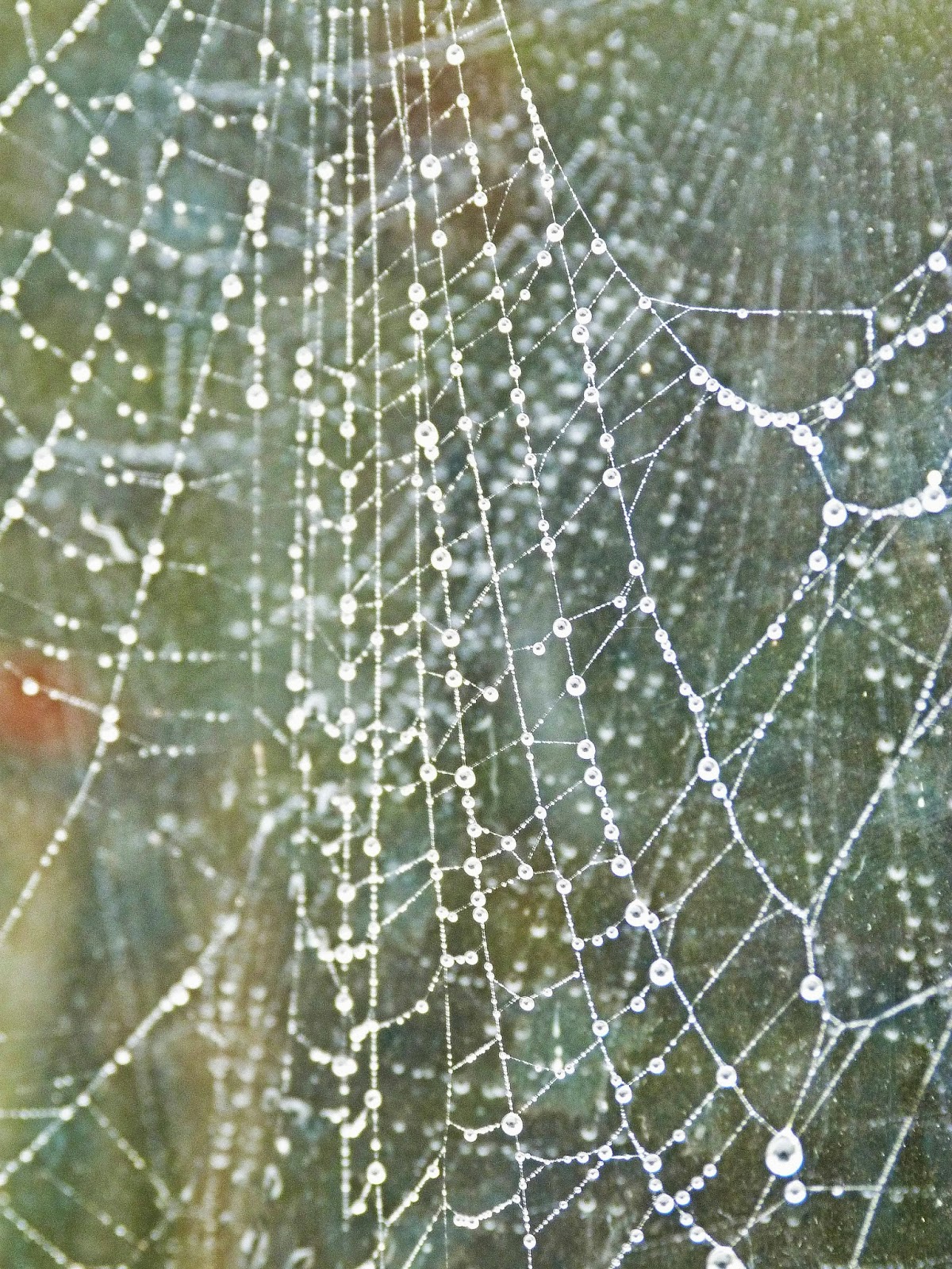 Country Ways and Cottage Days: Spider Webs and Gossamer Threads
