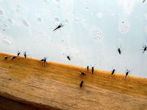 JeffCo Master Gardeners: Houseplant Problems: Fungus Gnats