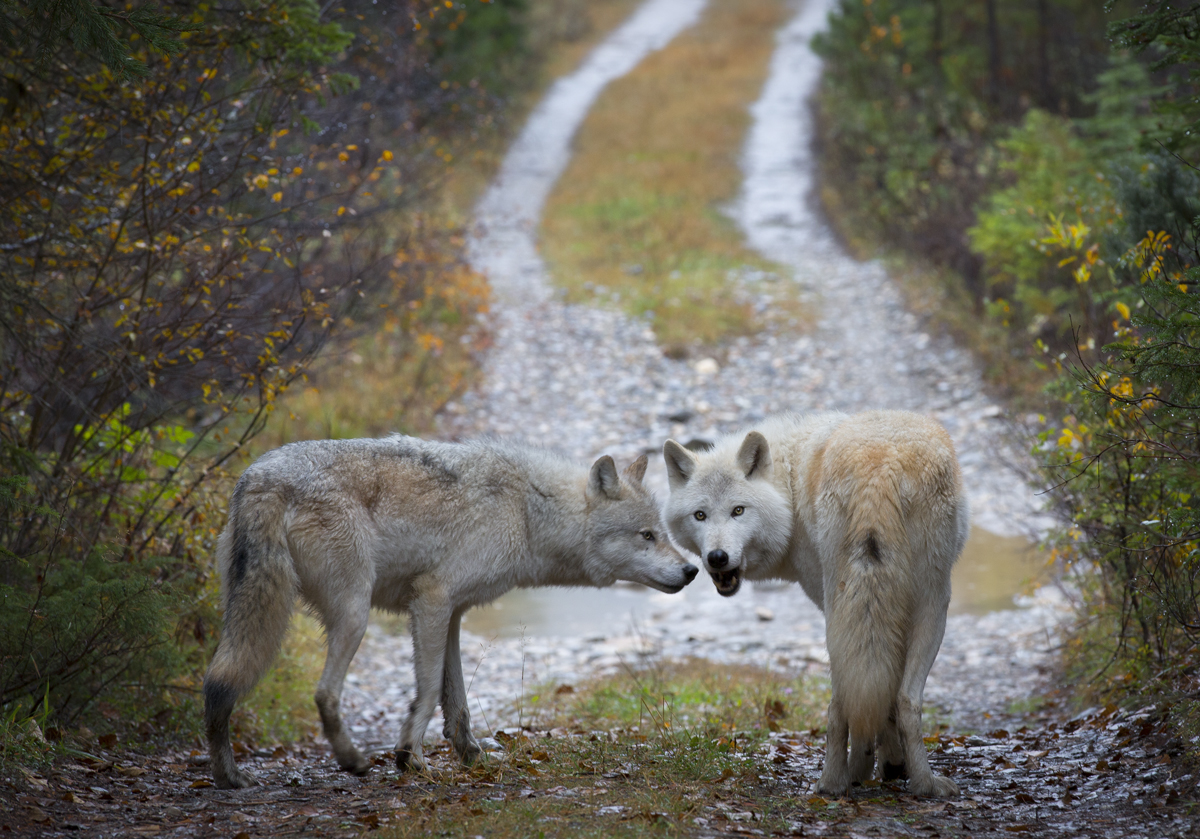 White Mountain Photography News: Fall Wolves