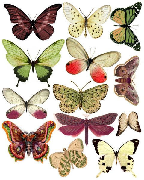 Imprimolandia: Mariposas para imprimir
