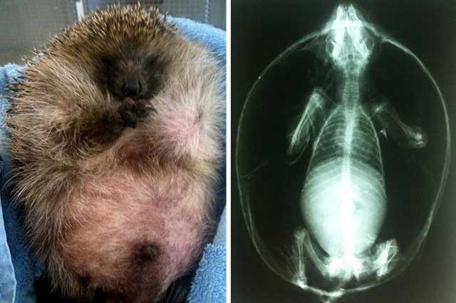 Nothing To Do With Arbroath: Hedgehog deflated by vets in life-saving ...