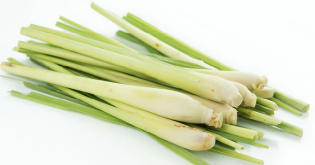 Serai, Bahan Dapur Yang Juga berkhasiat Sebagai Perawatan Alternatif ...