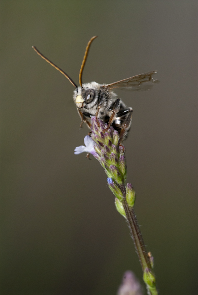 foto y natura: Abejas mexicanas