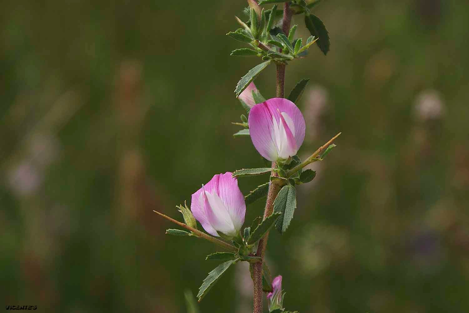 Las flores silvestres de Hormaza: Ononis spinosa