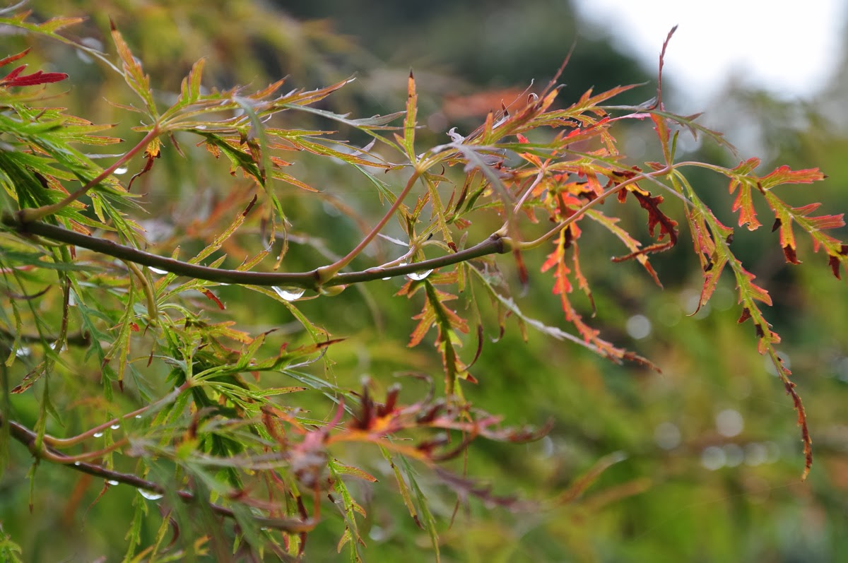 Three Dogs in a Garden: Using Lines to Advantage in a Garden Setting