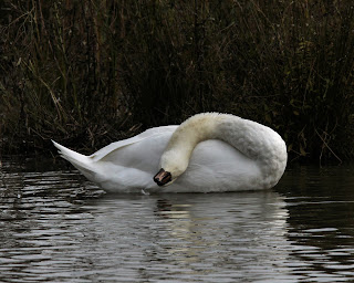 Birds from Behind : 11/01/2011 - 12/01/2011