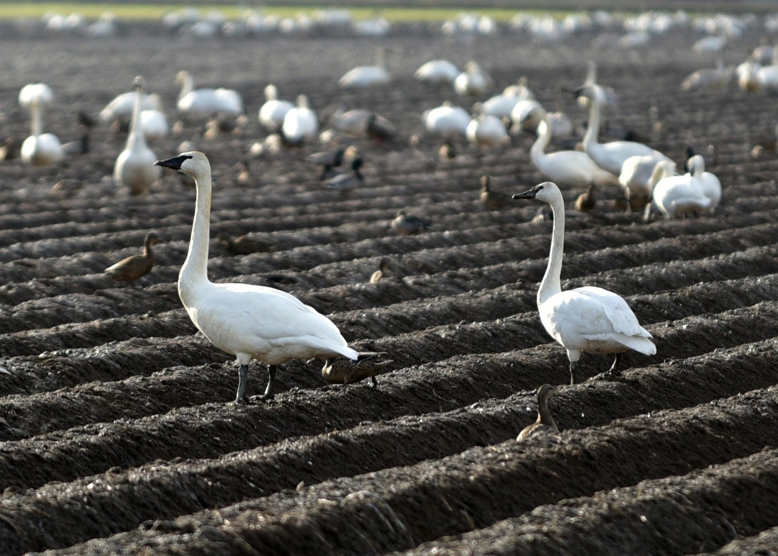 Shoreline Area News: Destinations: Swan viewing in Skagit County