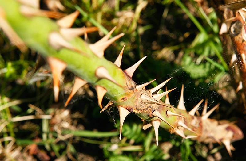 Lambert Planet: Seeds of Faith (Luke 8.4-15)