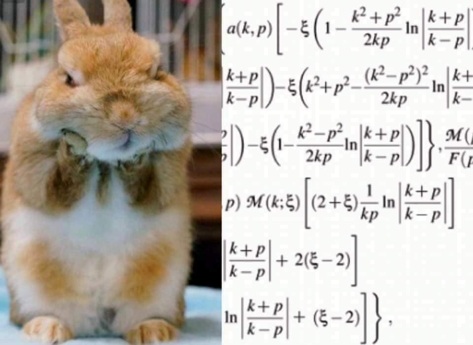 Rabbit Ramblings: Funny Bunny Monday Meme*day