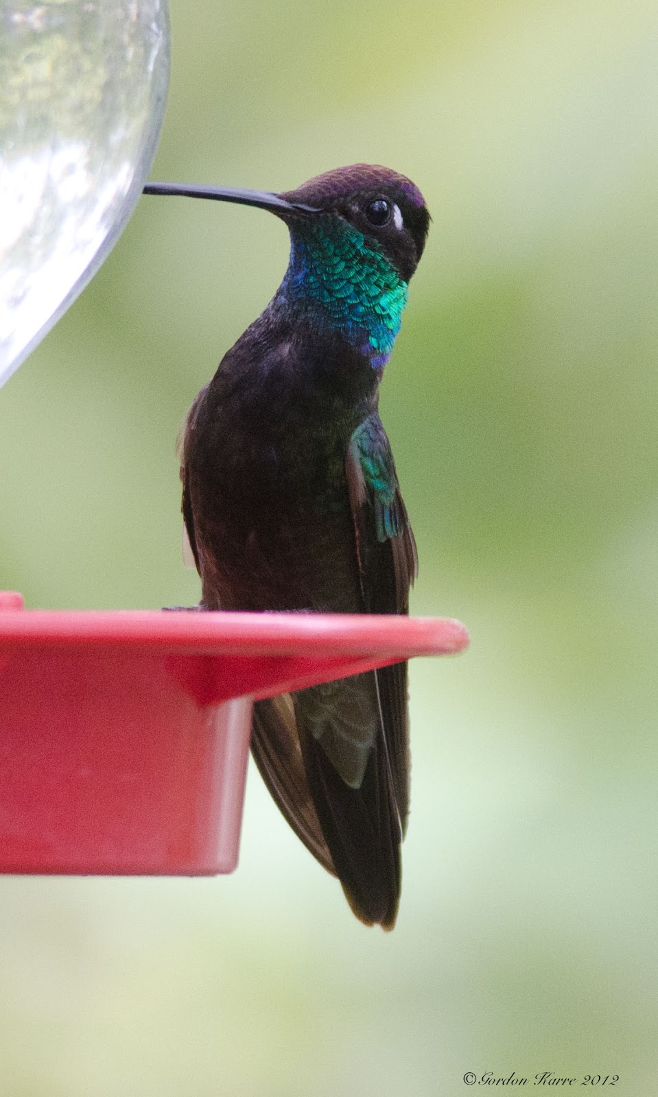 Gordon's Birding Adventures: Ash Canyon B & B---Hummingbirds & Woodpeckers
