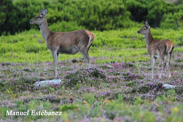 Miradas Cantábricas: Ciervas