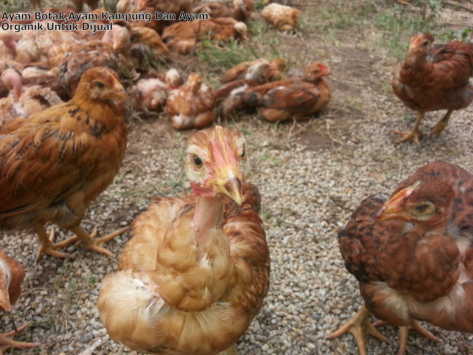 Ayam Botak,Ayam Kampung Dan Ayam Organik Untuk Dijual