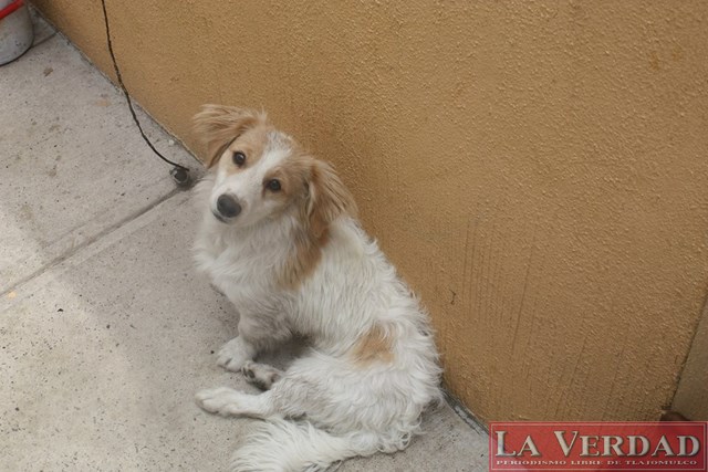 La Verdad de Tlajomulco: De la calle, a un hogar