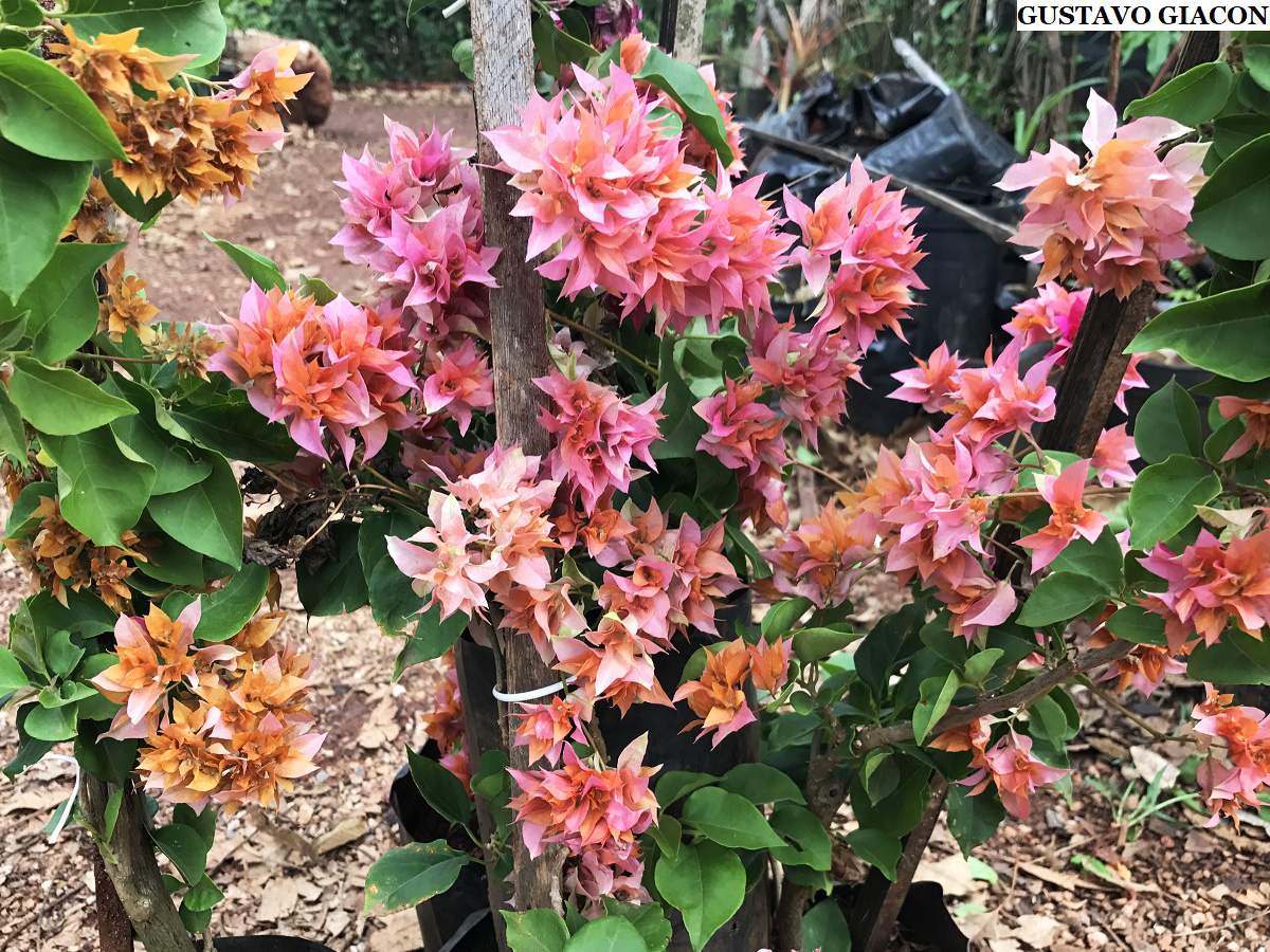 Viveiro Ciprest - Plantas Nativas e Exóticas: Primavera Tijolo Dobrada ( Bougainvillea spectabilis )
