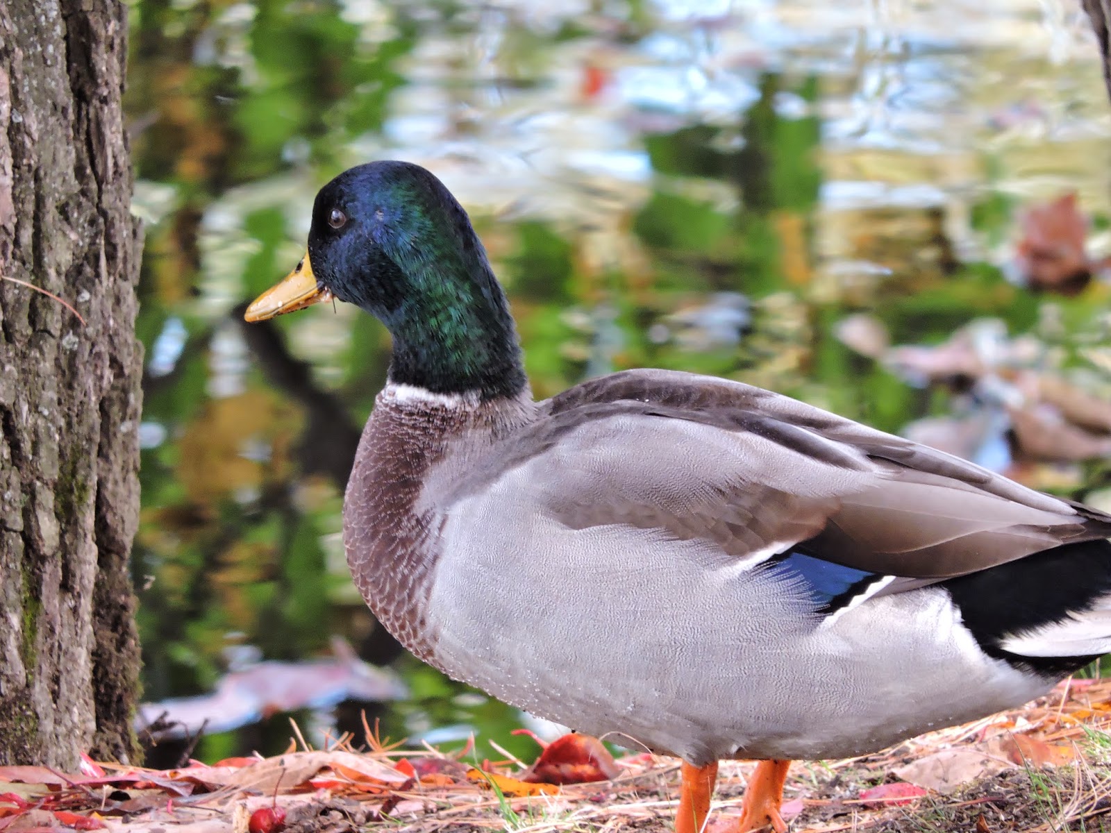 O que escolhemos: Pato-real do Canadá/ Wild ducks from Canada