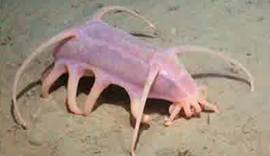 Species Scotoplanes | Picture Kind Animals