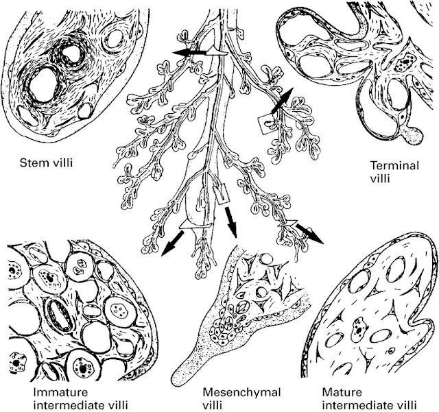 peaceful parenting: The Placenta Does Not Age or Fail Post-Dates