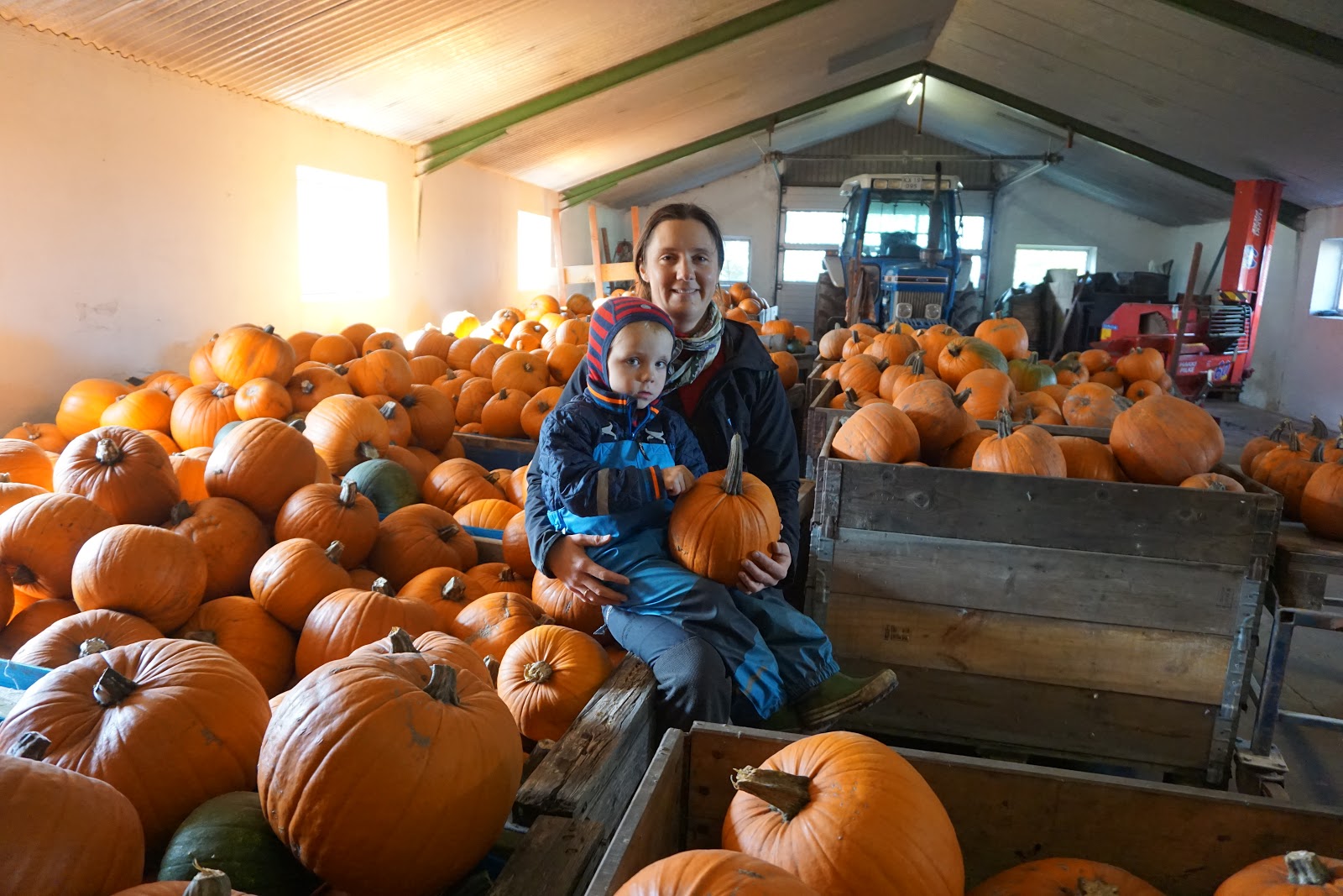 Friluftsfamilien: Pluk-selv-græskar