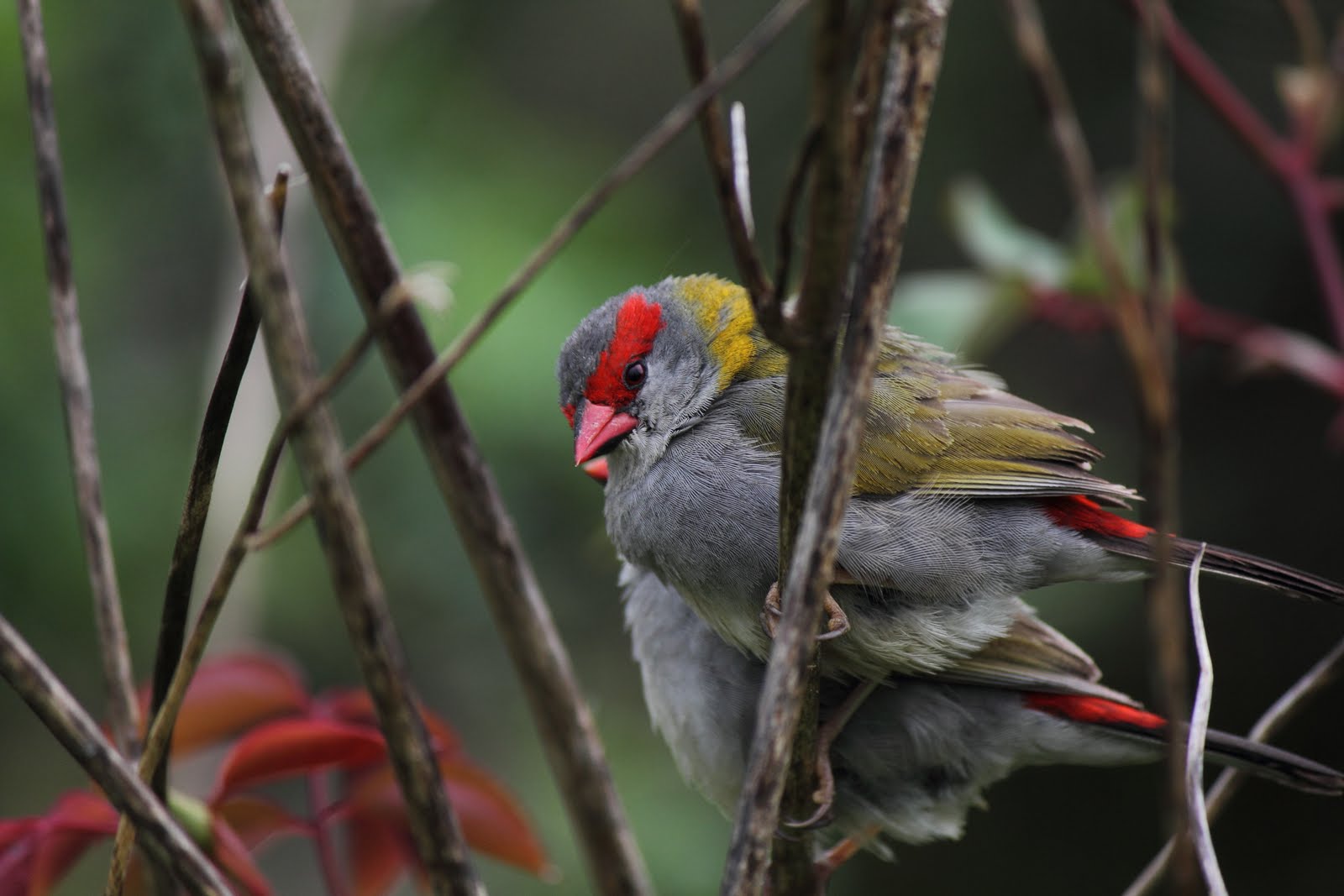 Publish or Perish: Red-brow fire tail finches