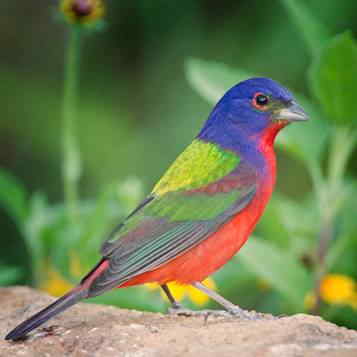 10 AVES MAS BELLAS DEL MUNDO