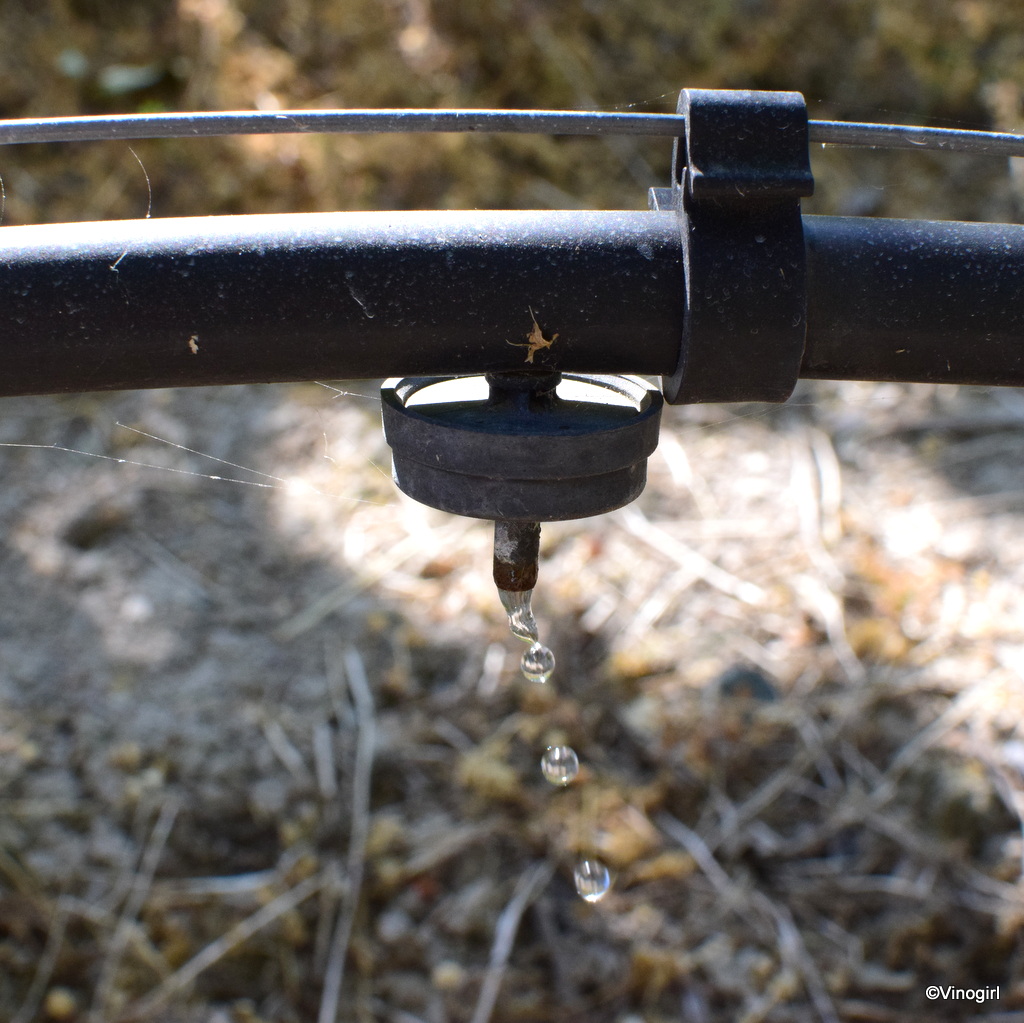 Vinsanity: Drip, drip, drip.