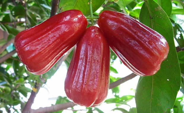 10 Jenis Jambu Air Terpopuler Di Indonesia | Petani Indonesia
