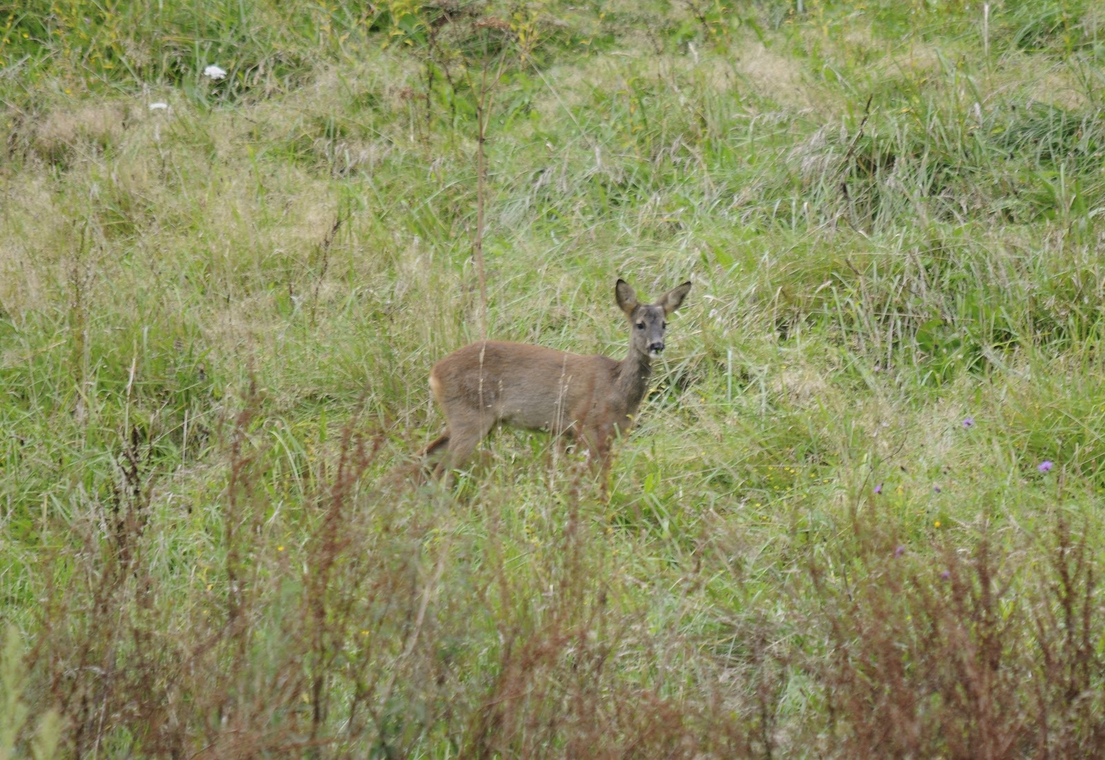 EL NIDO DEL XUAN: EL CORZO (Capreolus capreolus)