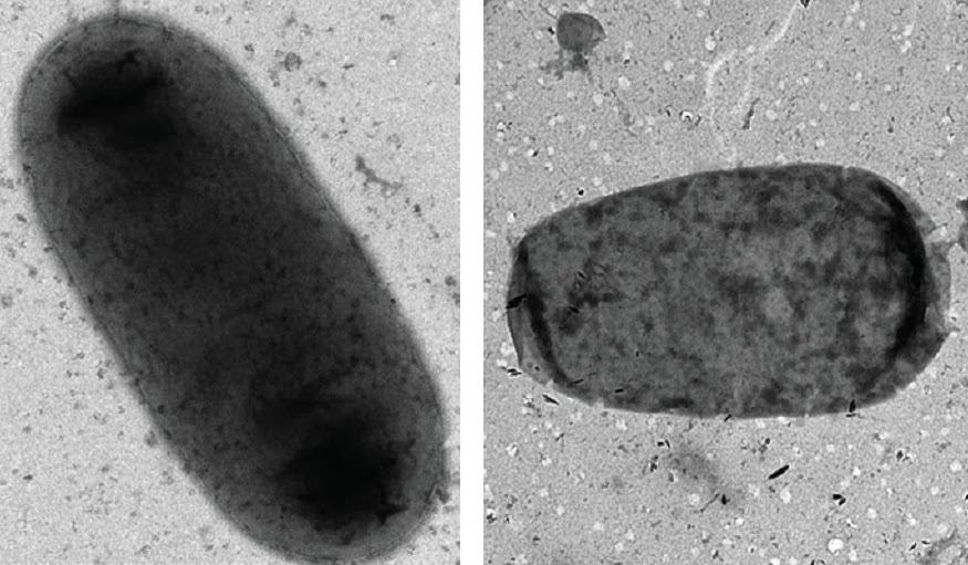BacterioFiles - the Microbiology Podcast for Microbe Lovers
