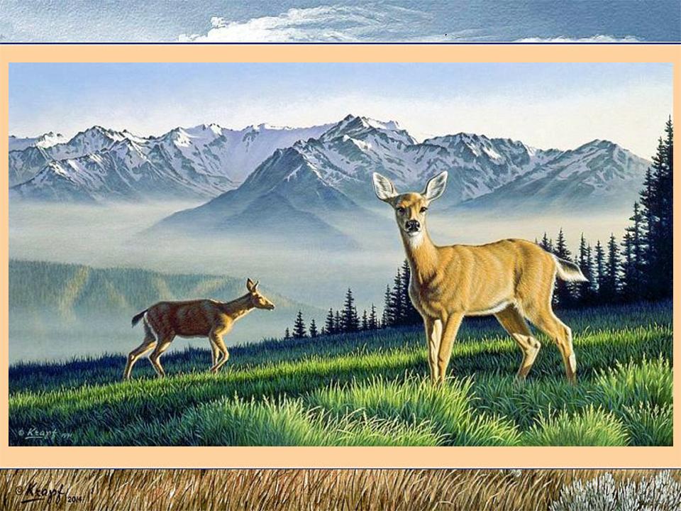 Soloillustratori: Paul Krapf