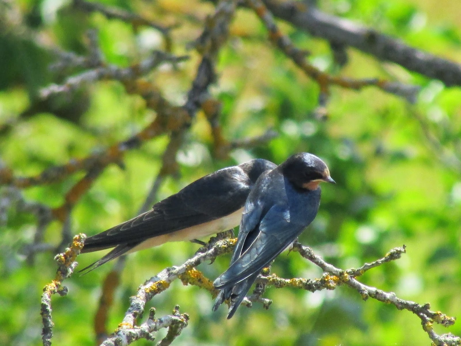 De campo por el Parque regional del sureste madrileño: Golondrina común ...