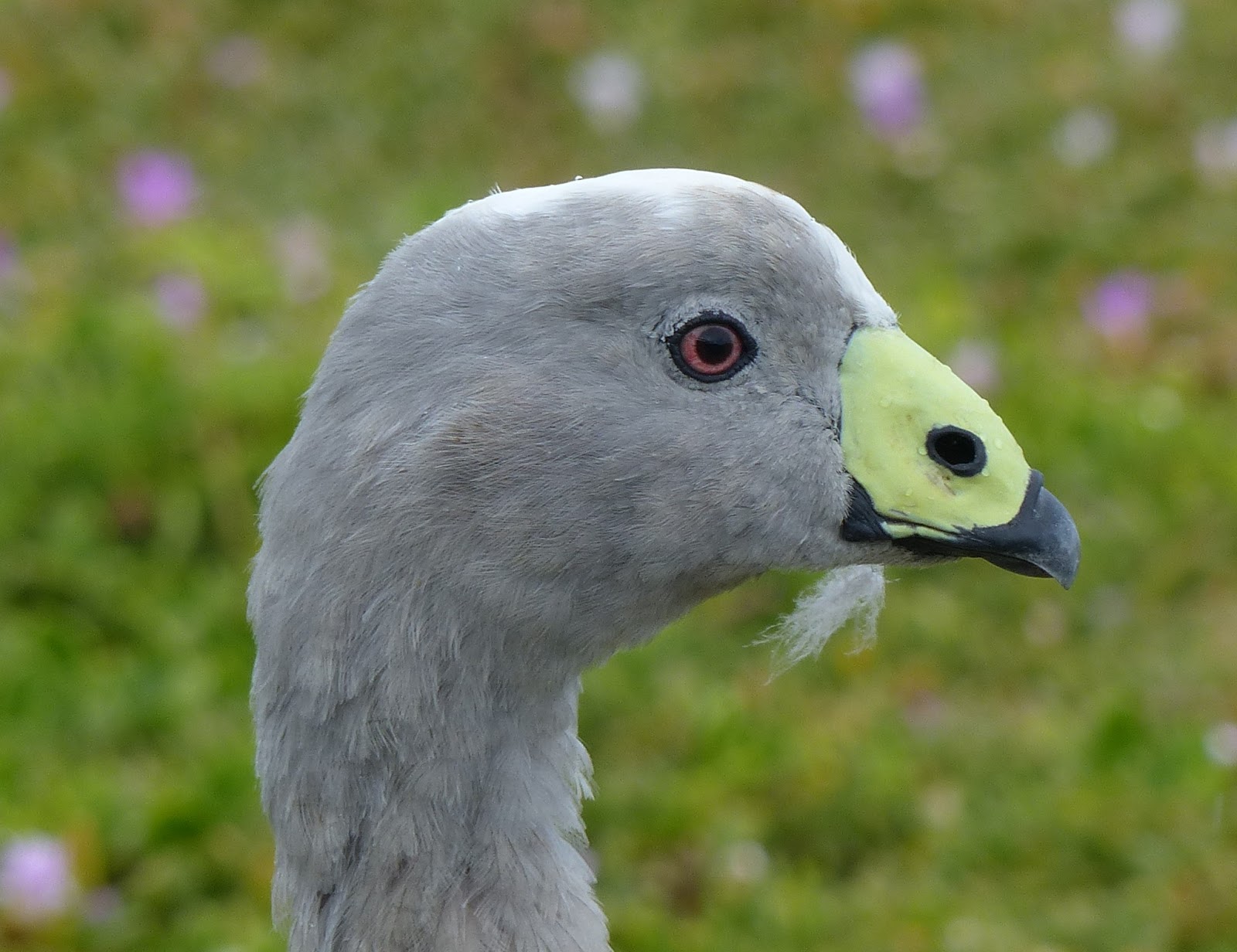 A Field Notebook: Phillip Island and it's Cape Barren Geese