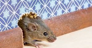 Cara halau tikus dari Rumah Anda!