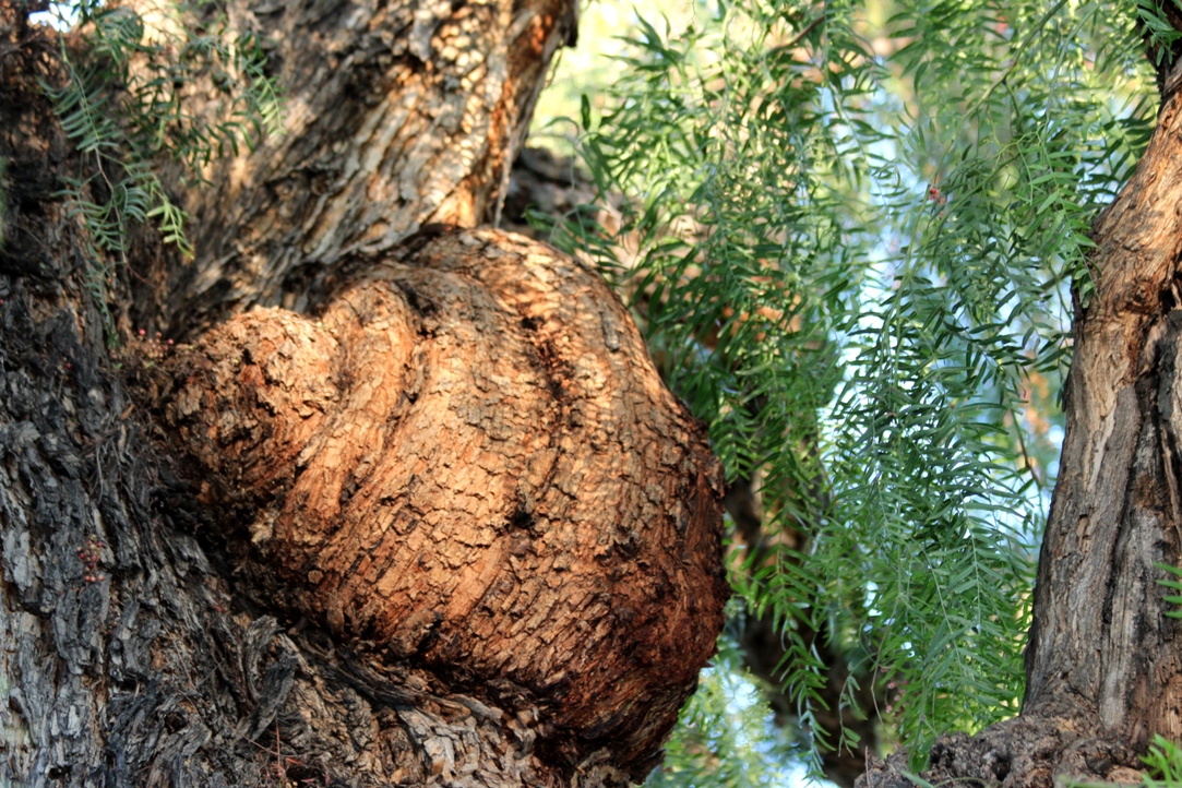 A photo, A thought............: Plant: Tree burls.........