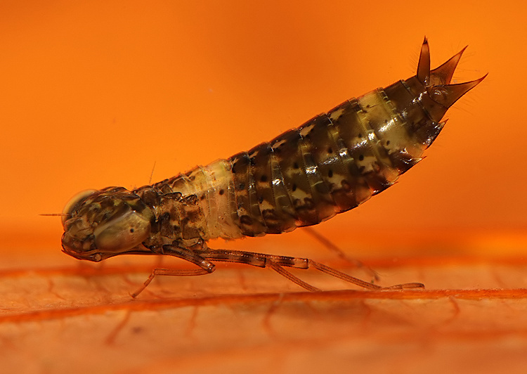 Kent Dragonflies: The Emperor Dragonfly Nymph (Part 2)