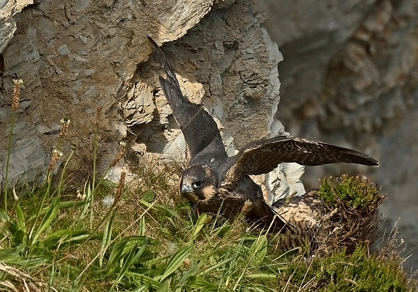 Alan James Photography : Cornish Peregrine fledge