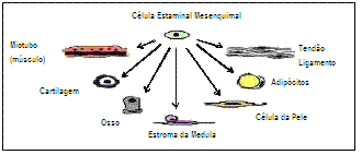 O que é que nos reserva o futuro das células estaminais e qual o seu ...