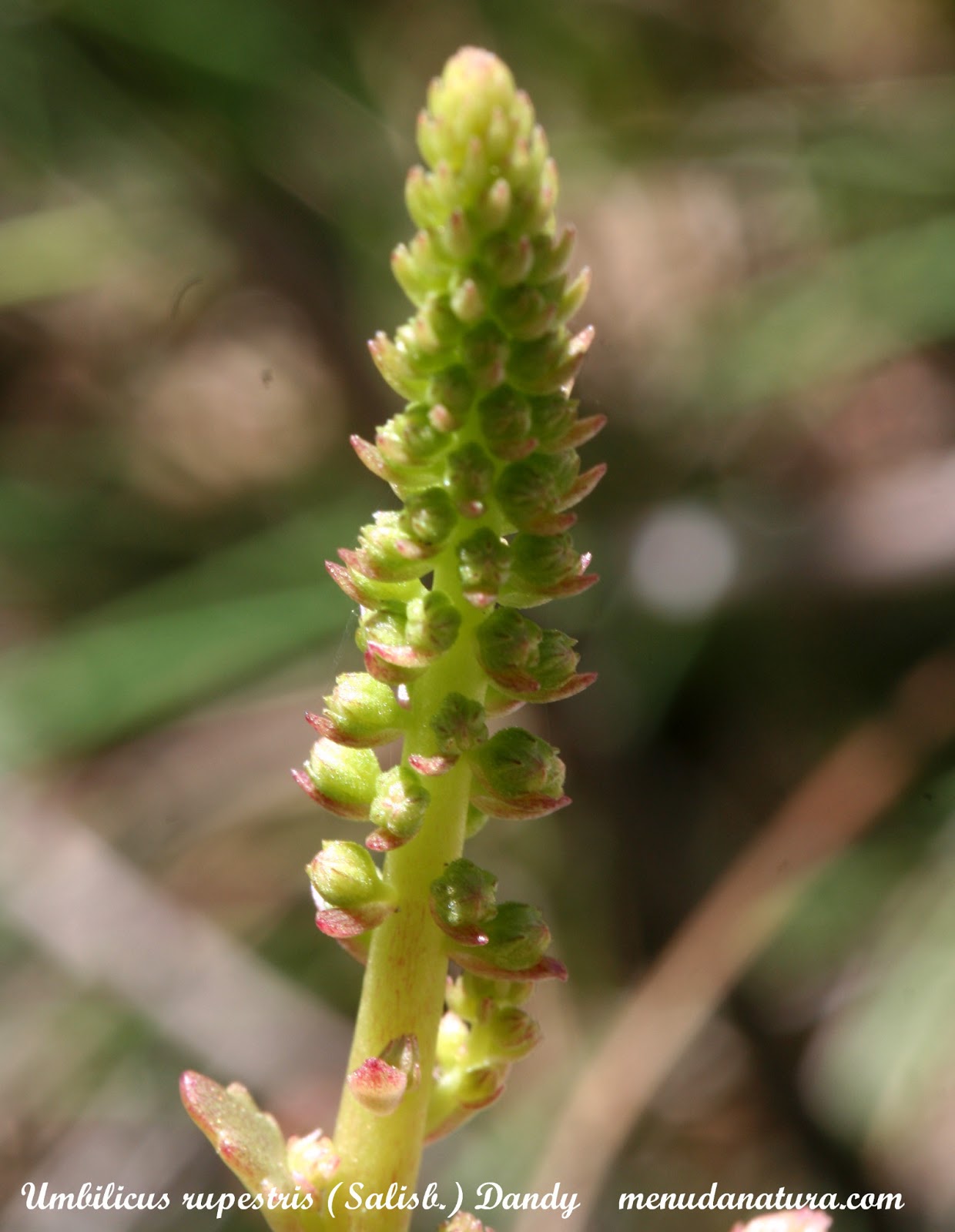 Menuda Natura: Umbilicus rupestris (Salisb.) Dandy
