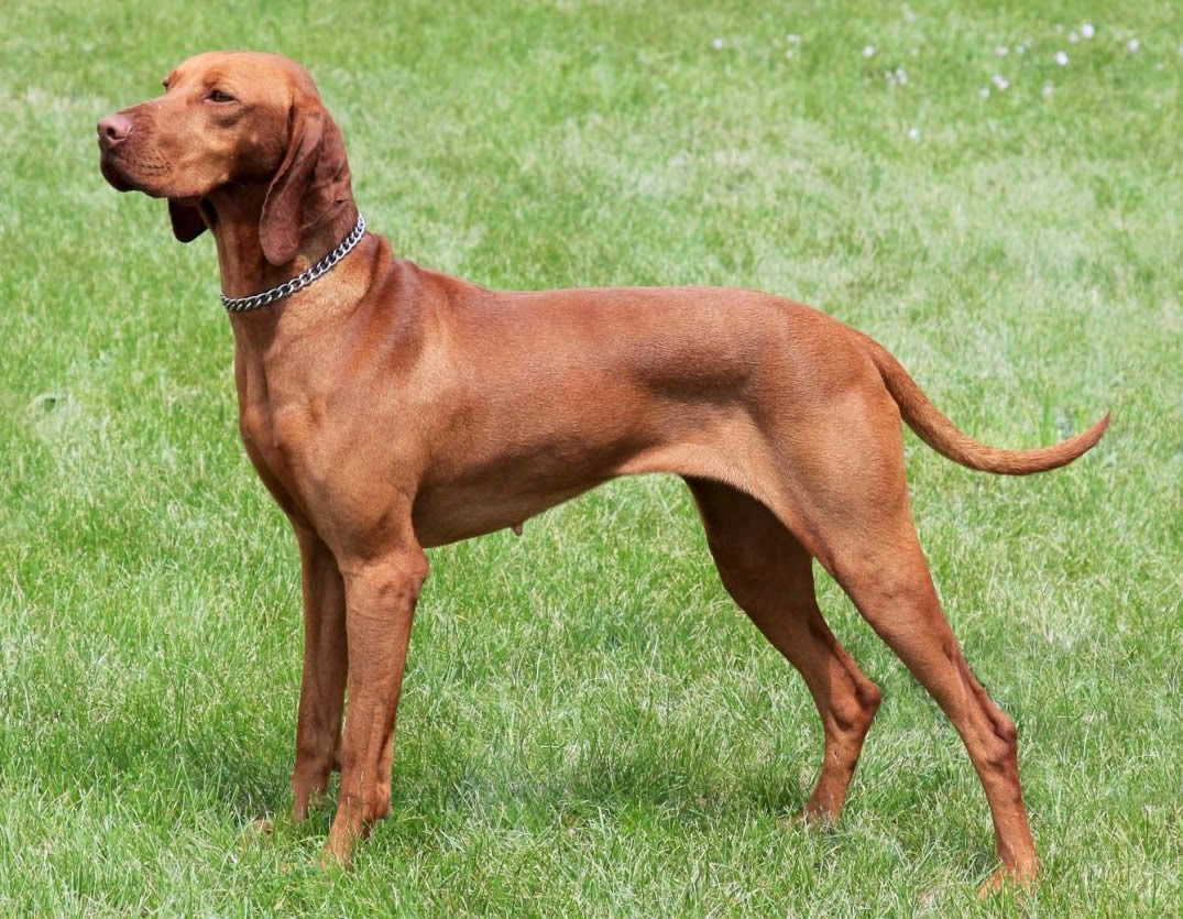 Braco Hungaro De Pelo Curto - RETOEDU