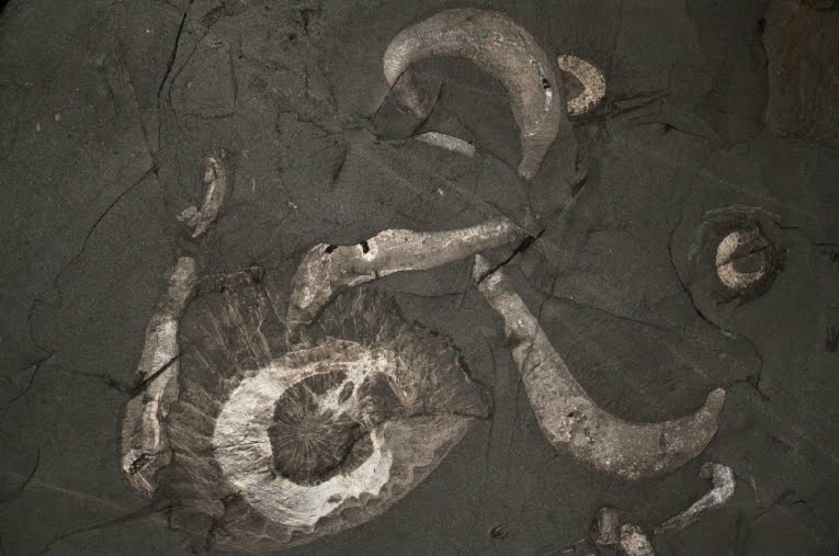 Rosa Rubicondior: One Step At A Time