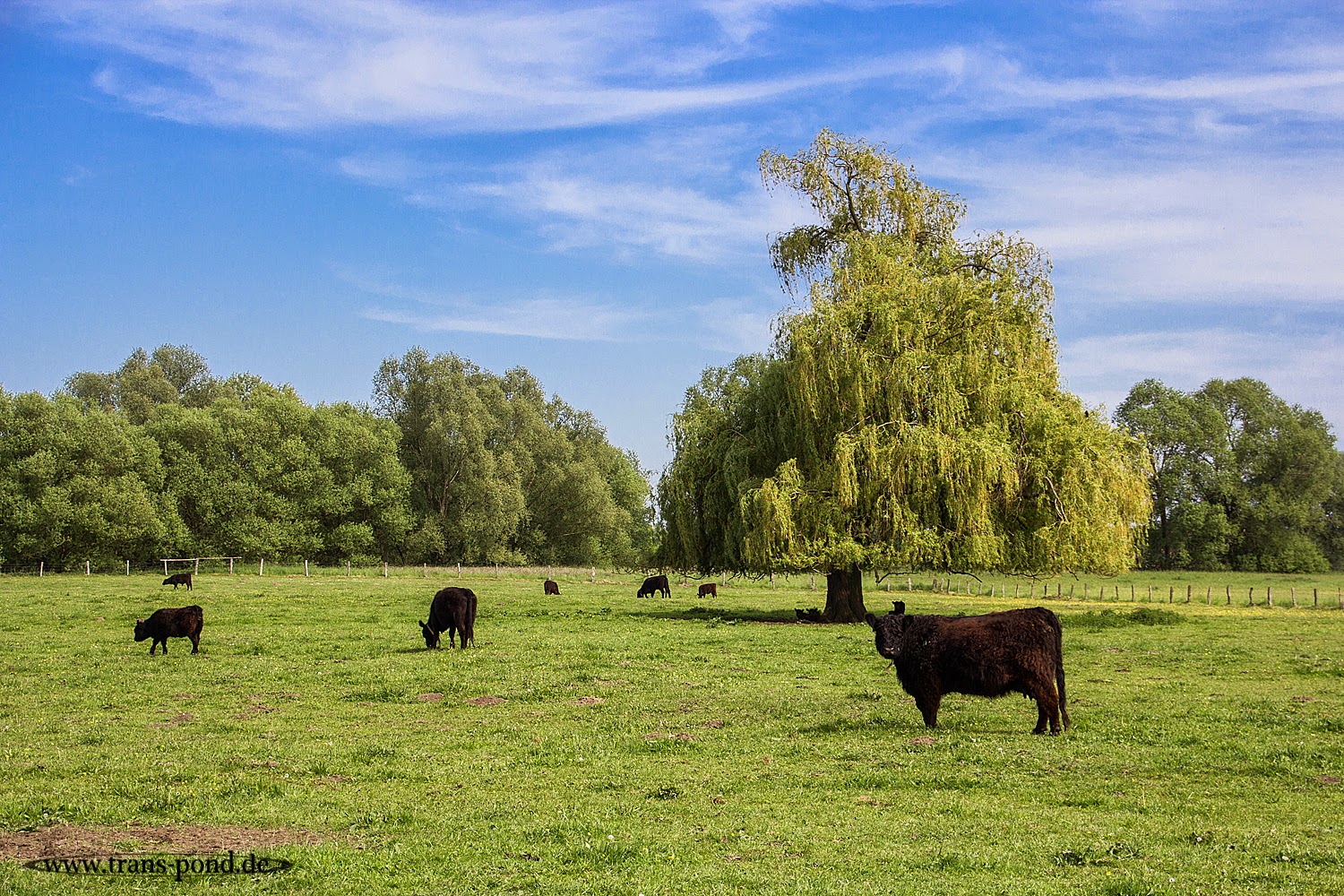 Trans Pond: Cow Field
