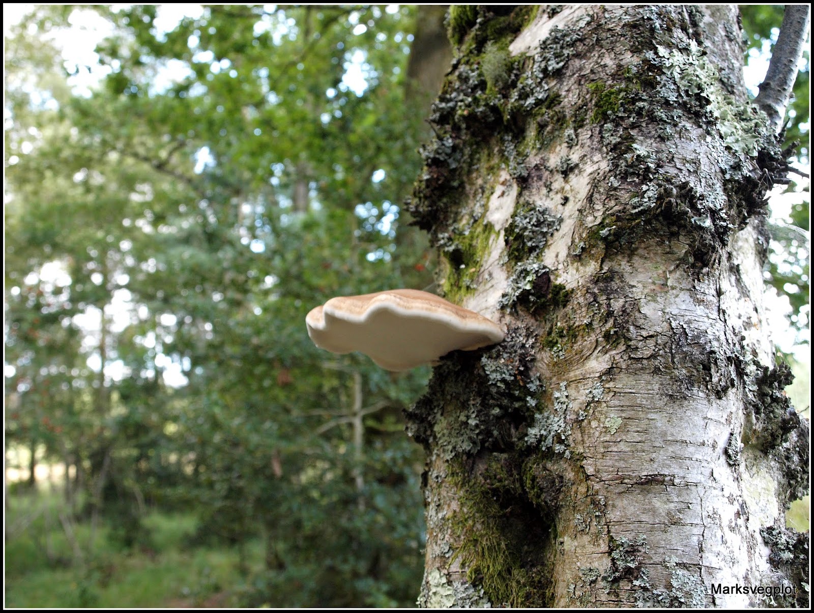Mark's Veg Plot: Birch Polypore