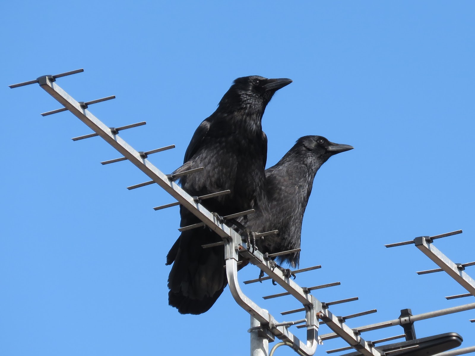 The Rattling Crow: Carrion Crow cawing display
