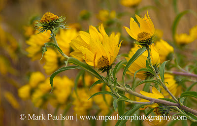 MAP Artistic Photography: Photo of the Day: Fall Prairie Flower Blooms ...