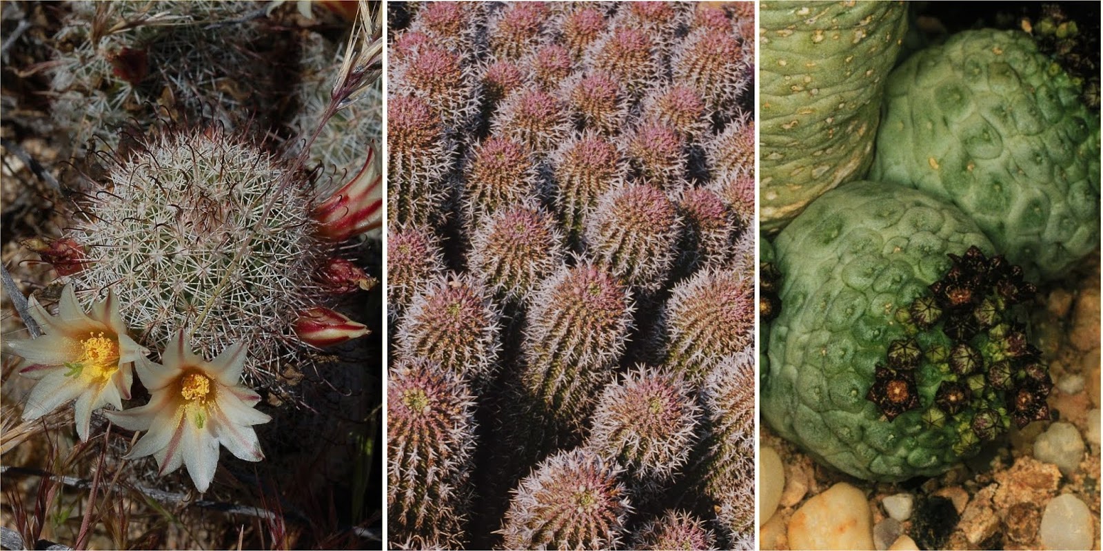 Botany Professor: Of cacti and humans – are certain life forms inevitable?
