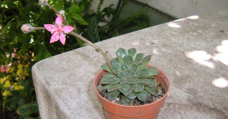 S032 - TACITUM BELLUM ~ Criadero de Cactus y Suculentas "EL CEIBO"