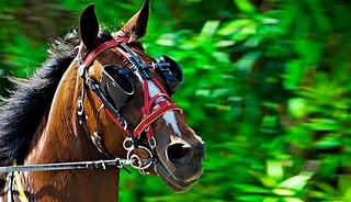 exzuberant: SBG: Taking the blinders off your horse!